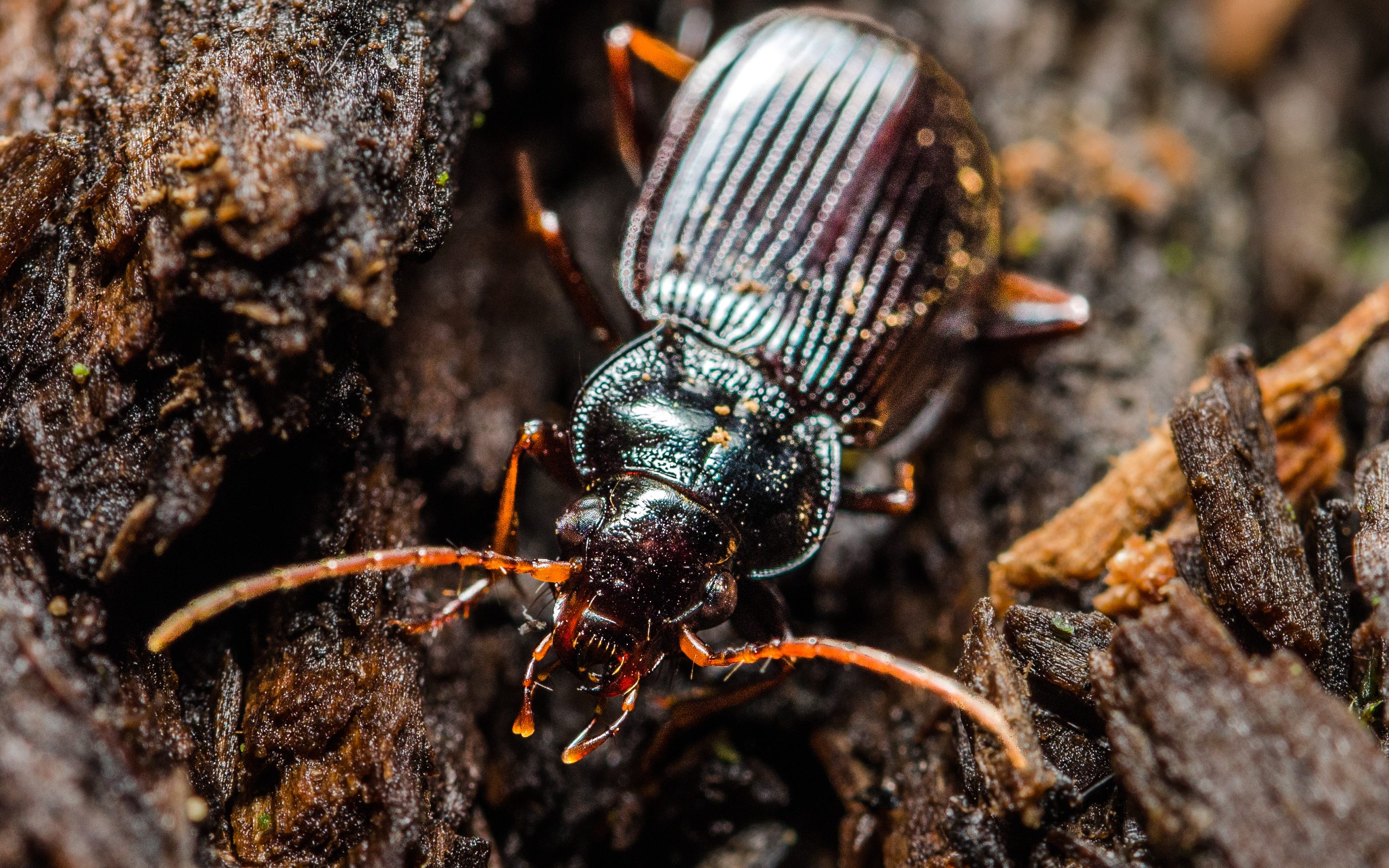 Foraging Ecology Research Group
